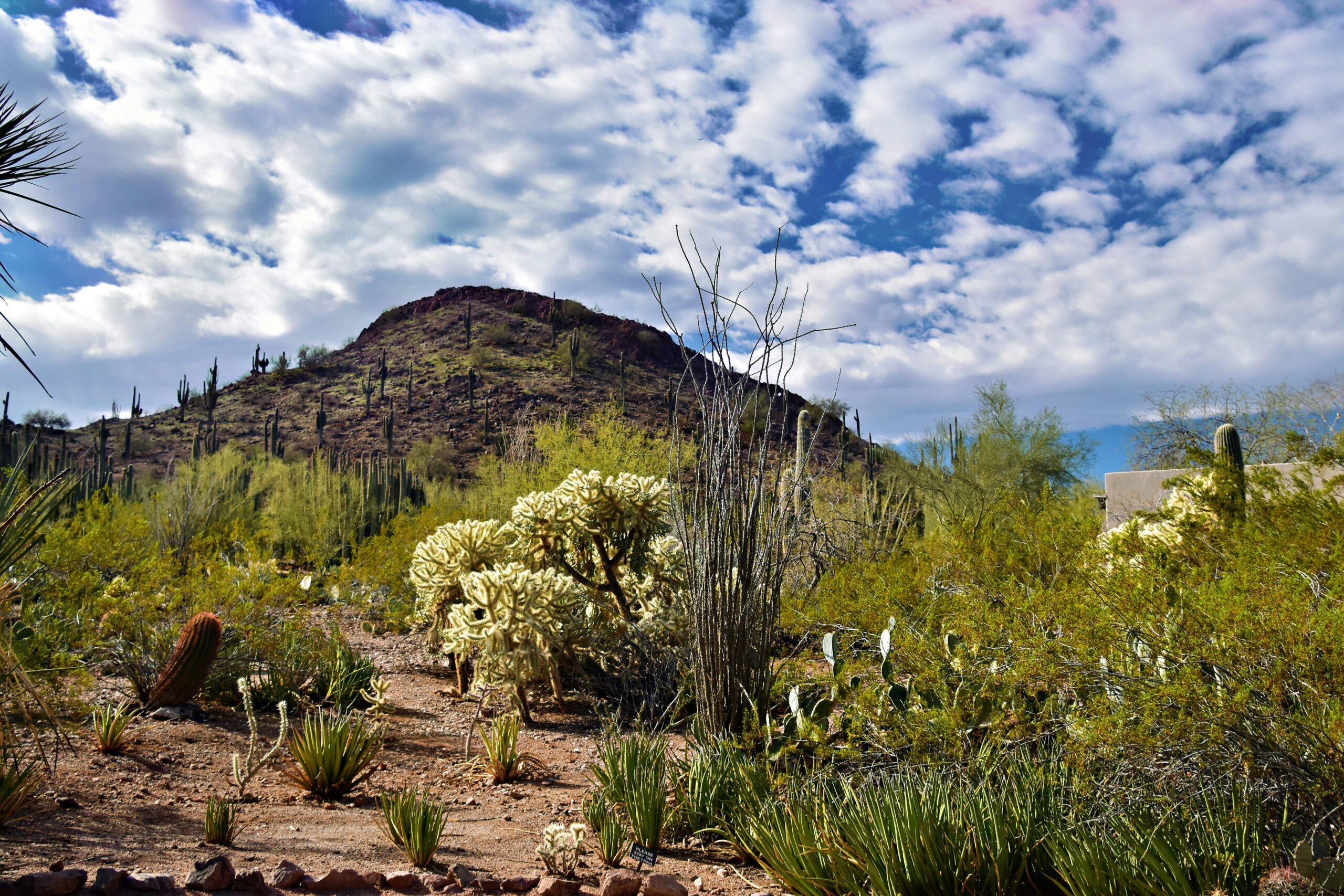 Chandler, Arizona | Cruz Development